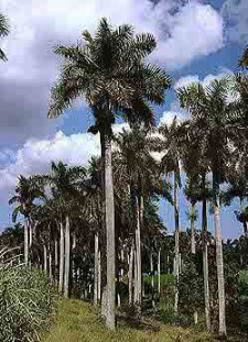 Símbolos nacionales de Cuba no oficiales - CubaMilitar